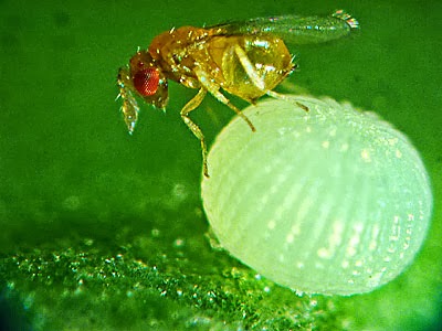 Control biológico : INSECTOS PARASITOIDES: Generalidades