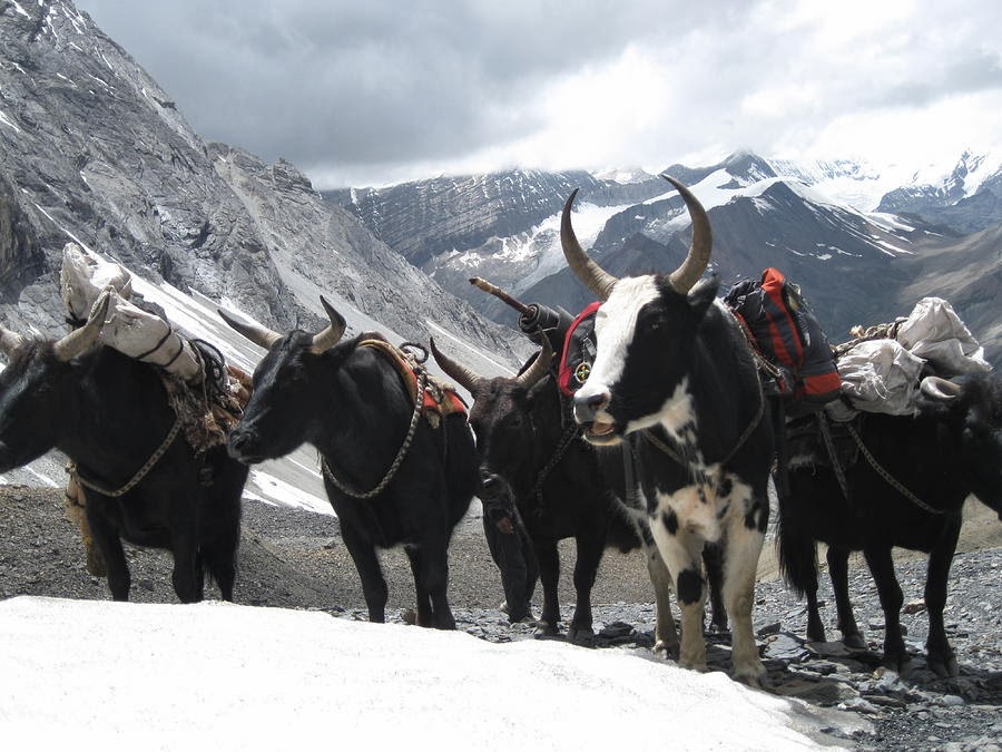 Cattle; More Than Meat