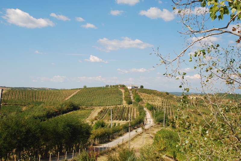 Calatorii si Fotografii: Romania, tara vinurilor: podgoria si crama ...