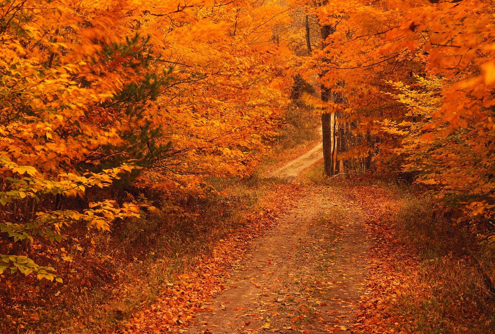 The Essence of Autumn The Essence of Autumn