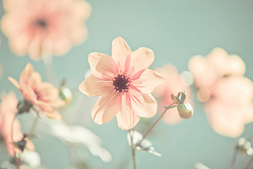 Giro pelo Mundo: Flores Tumblr