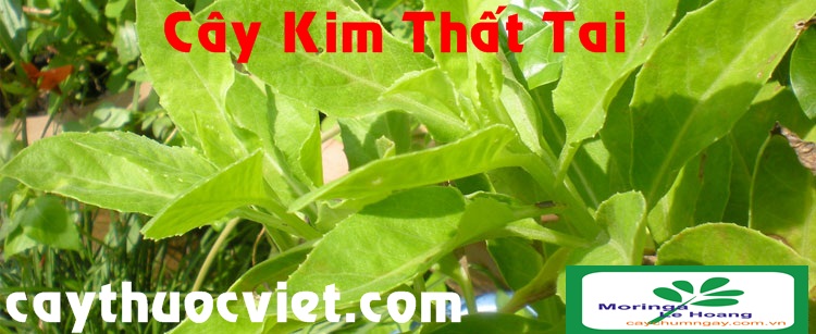 Công dụng của cây Kim thất tai - vừa làm rau vừa làm thuốc ~ Kim Thất Tai