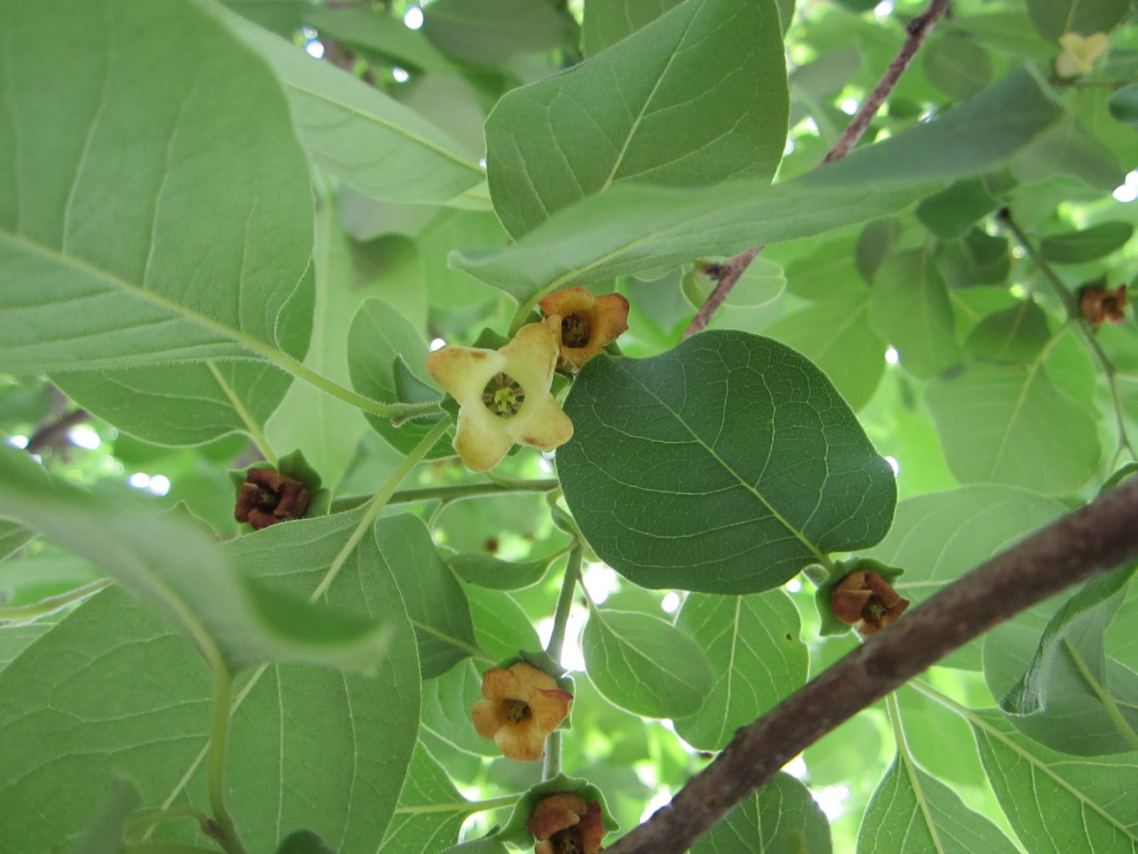 Cbus52: Columbus in a Year: Pretty Persimmon