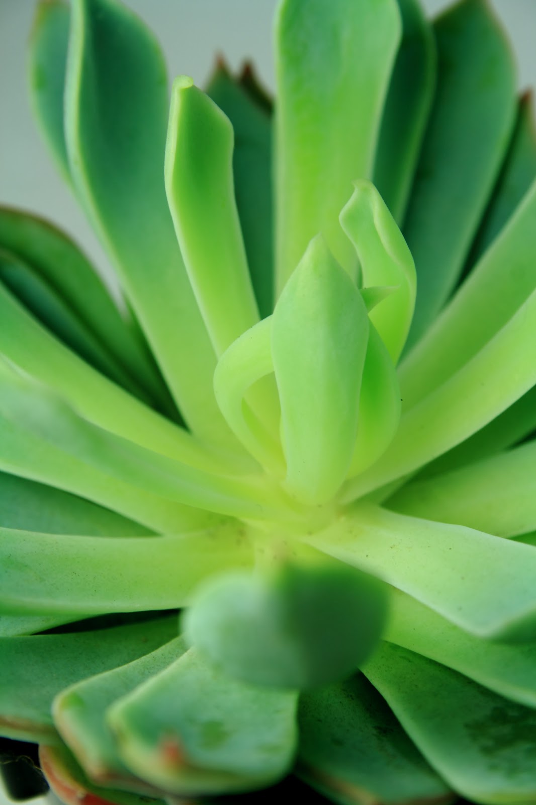 Plays of Rays: Succulent Garden