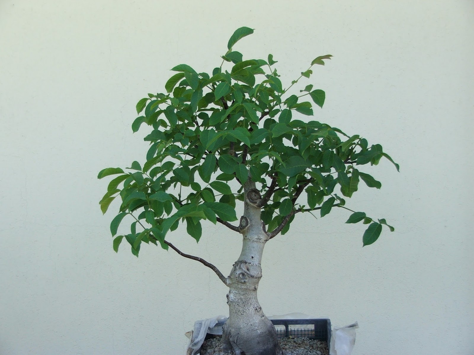 Evoluzione Bonsai : Bonsai di Noce - Juglans regia - Walnut bonsai﻿