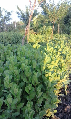 Menta Olandeza sau Izdraeliana: Menta proaspata doar pentru tine