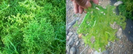 Rumput Laut Indonesia: Mie Rumput Laut berbahan tepung Mocaf khas Nunukan