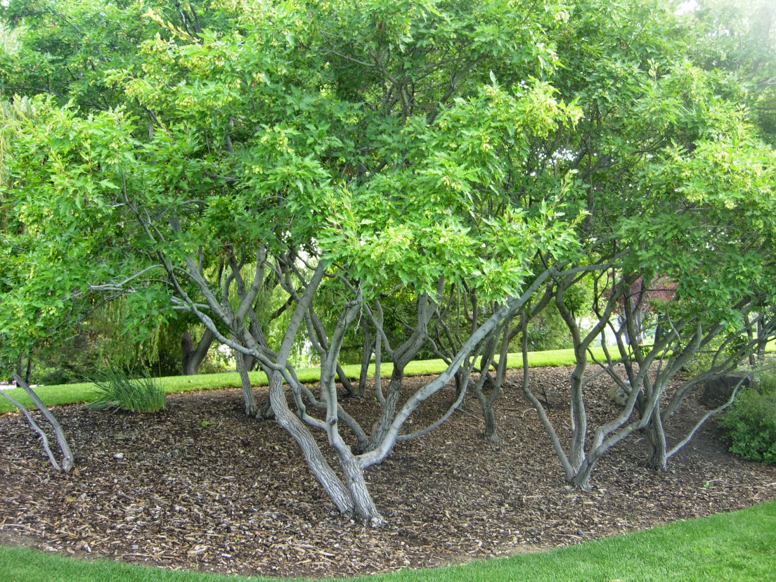 Great Fall Color--Amur Maple