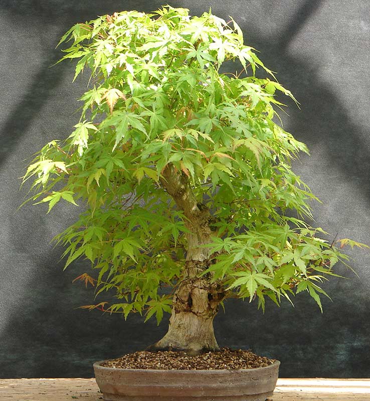 Walter Pall Bonsai Adventures: 30 Japanes trees for sale - German and ...