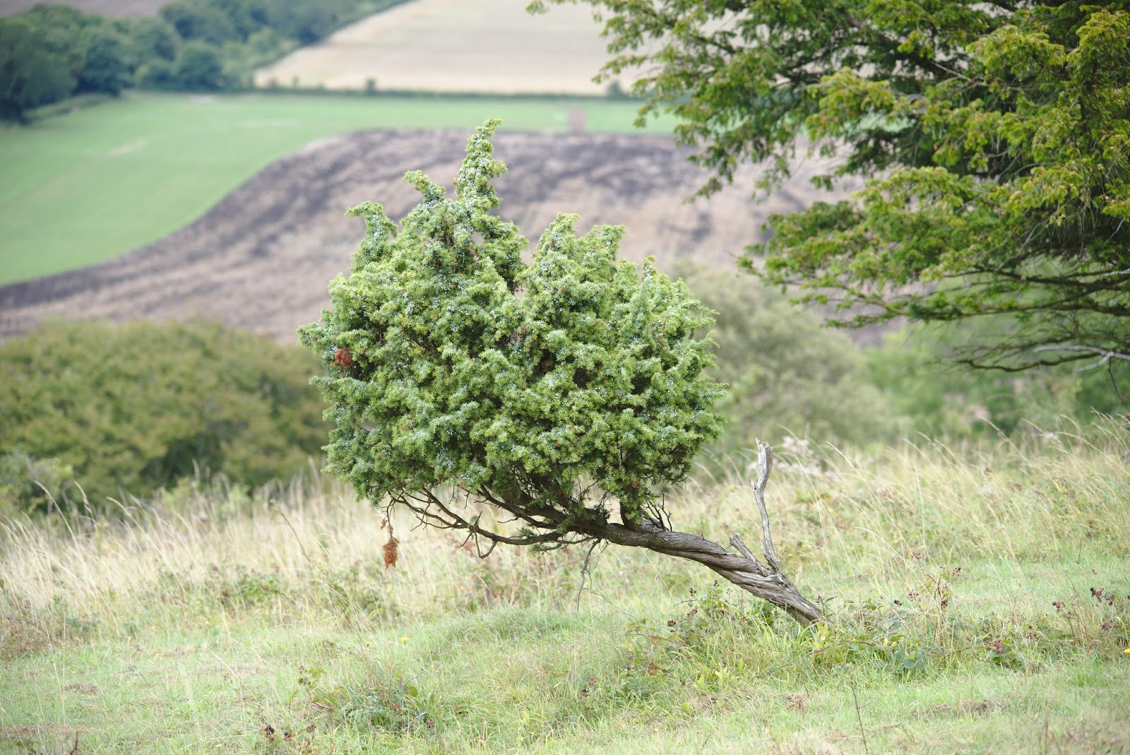 EnglishBonsai: Wild English Juniper