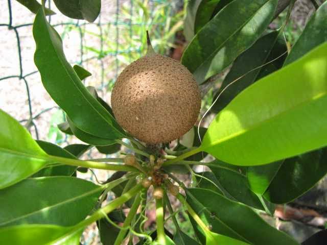 Sparks Mexico: First Sapodilla