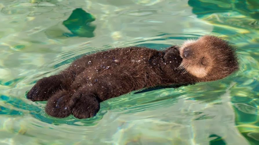 Fauna Urbana Villa María: Una nutria bebé despierta ternura en la web ...