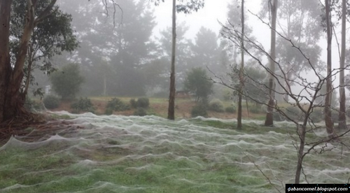 Jom Saksikan Keindahan Taman Diseliputi Sarang Labah labah. - Gaban Comel