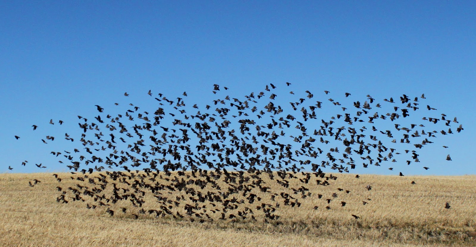 Still Life With Birder: Flocks of Blackbirds