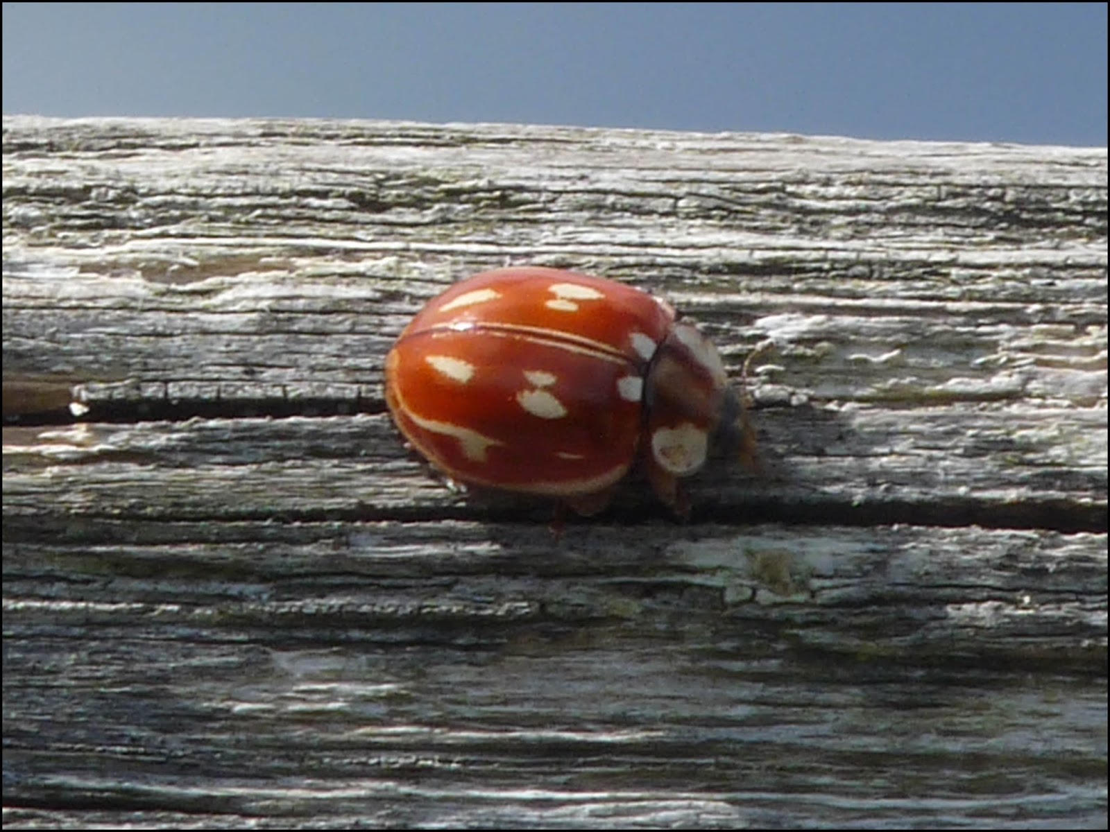 Wild and Wonderful: Ladybird Alert - Striped Ladybird, a first for me