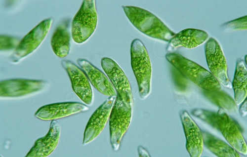 Pengertian Protista beserta Gambarnya - Materi Biologi