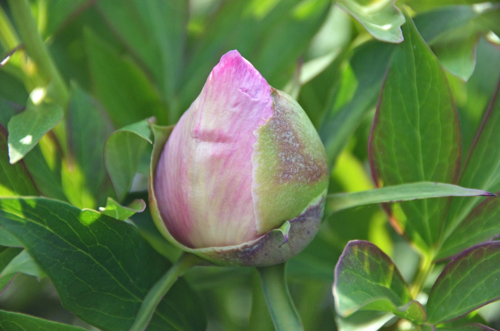 Southern Peony: 2016 Intersectional Peony Buds