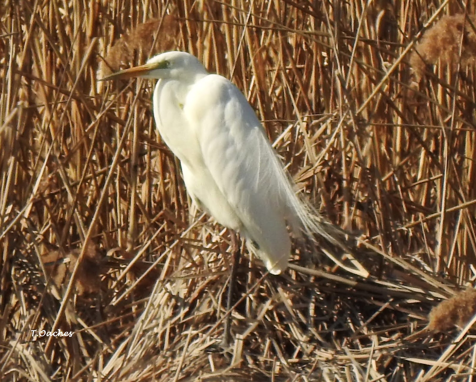 PASARI DIN ROMANIA: EGRETA MARE, Ardea alba
