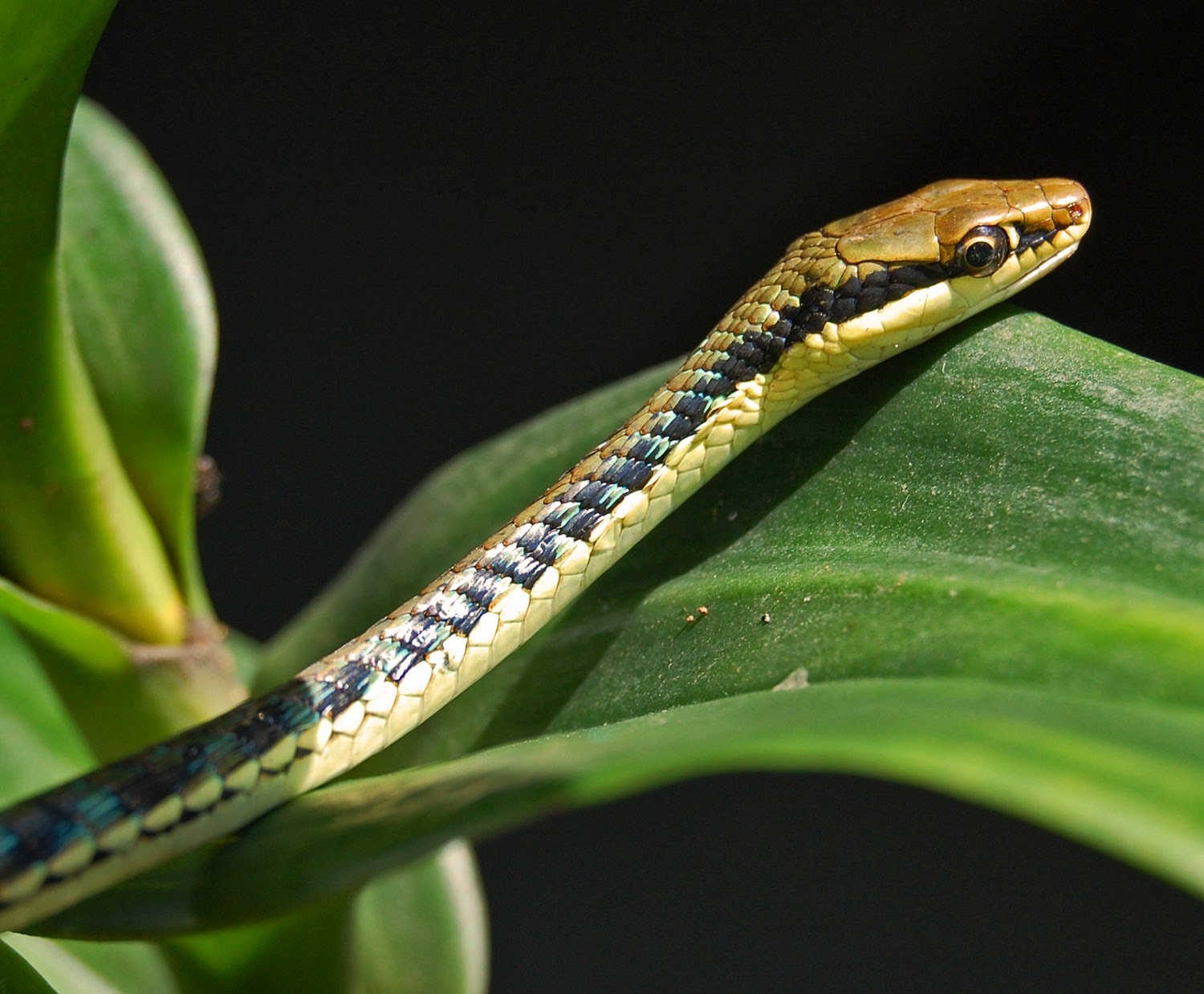 CatatanSekigawa: Ular Tampar /Tali Picis (Dendrelaphis Pictus)