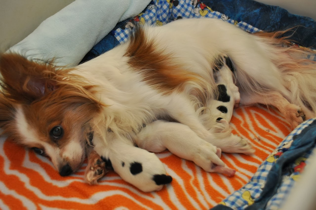 Road's End Papillons : Just born Papillon Puppies