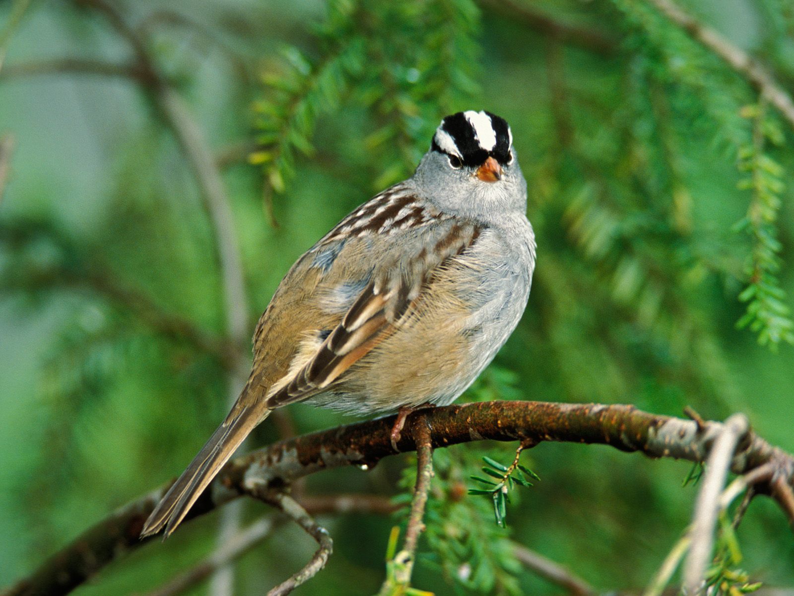 photography 16k: white crowned sparrow