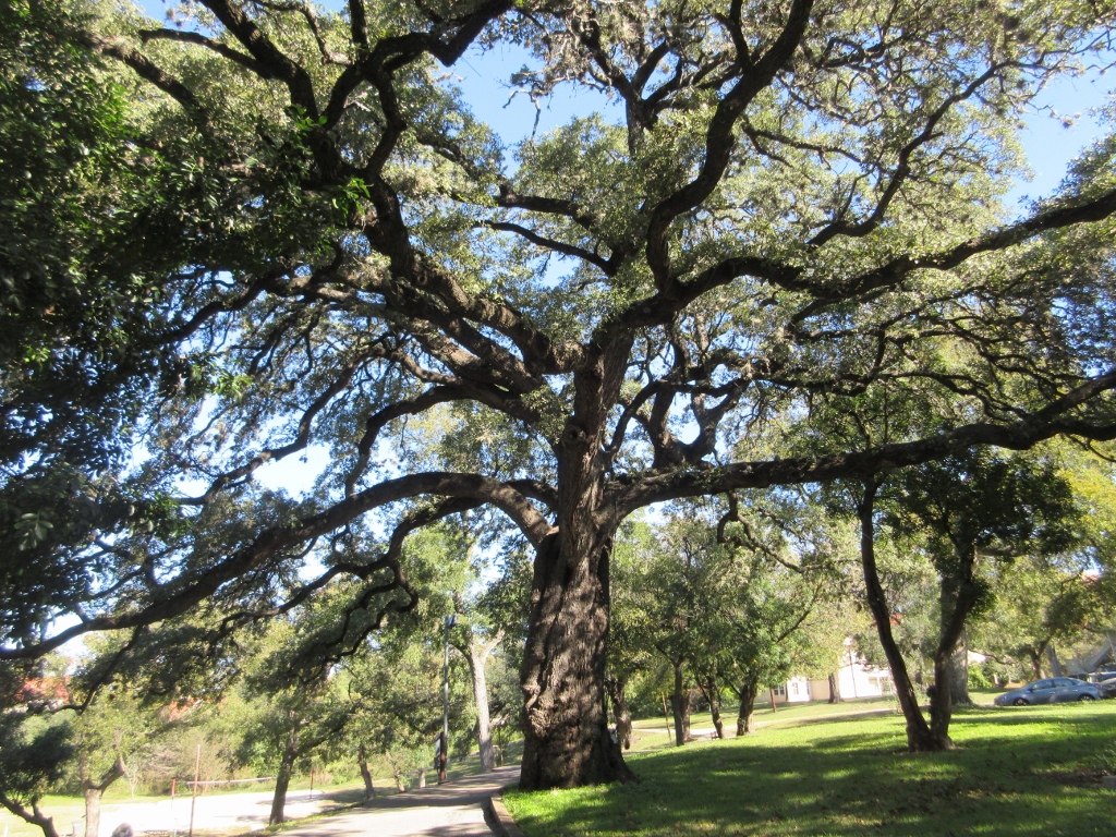 Rock-Oak-Deer: Water in threes!