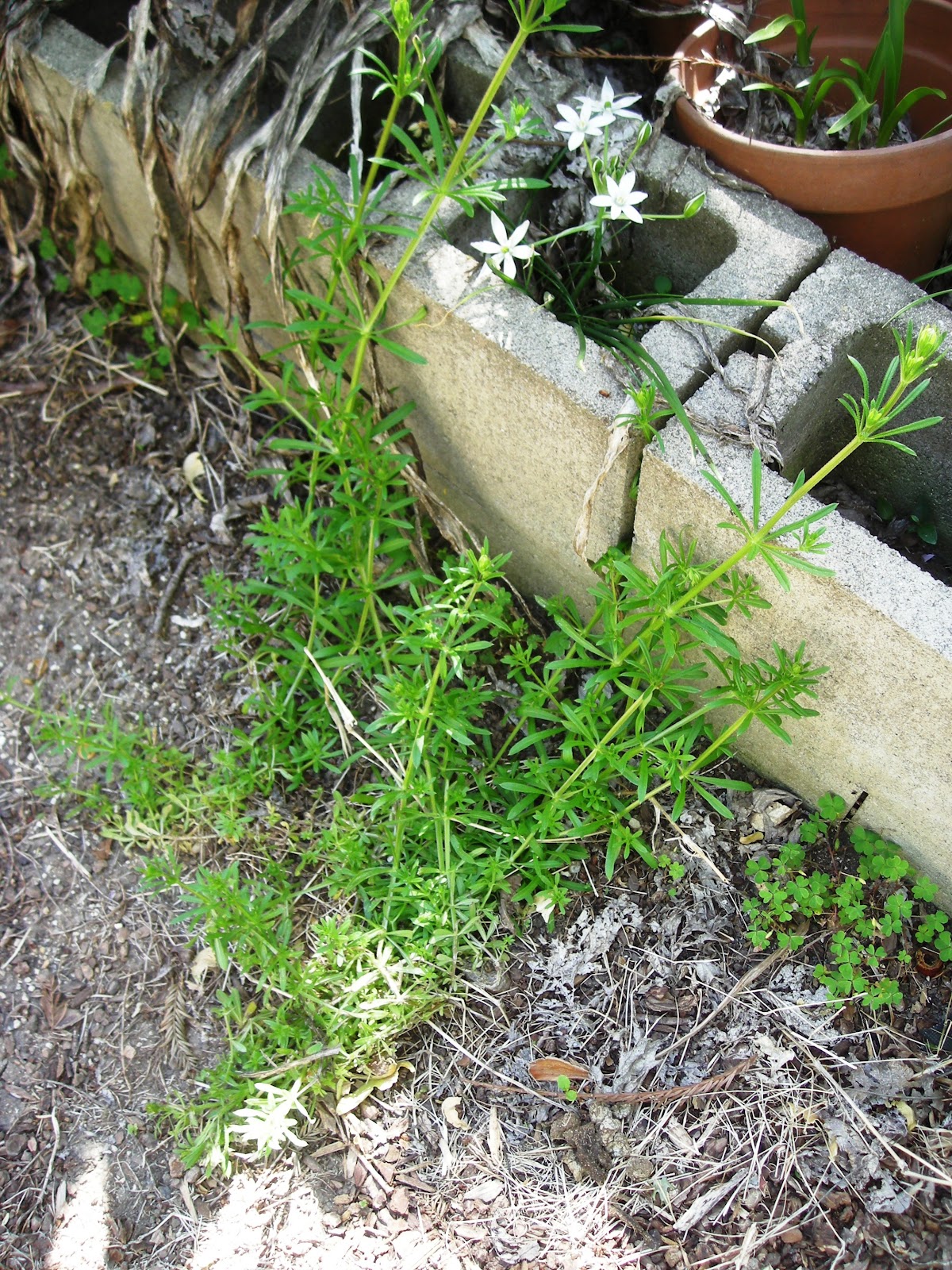 Laure's Gardens: A Wicked Weed Indeed: Galium aparine