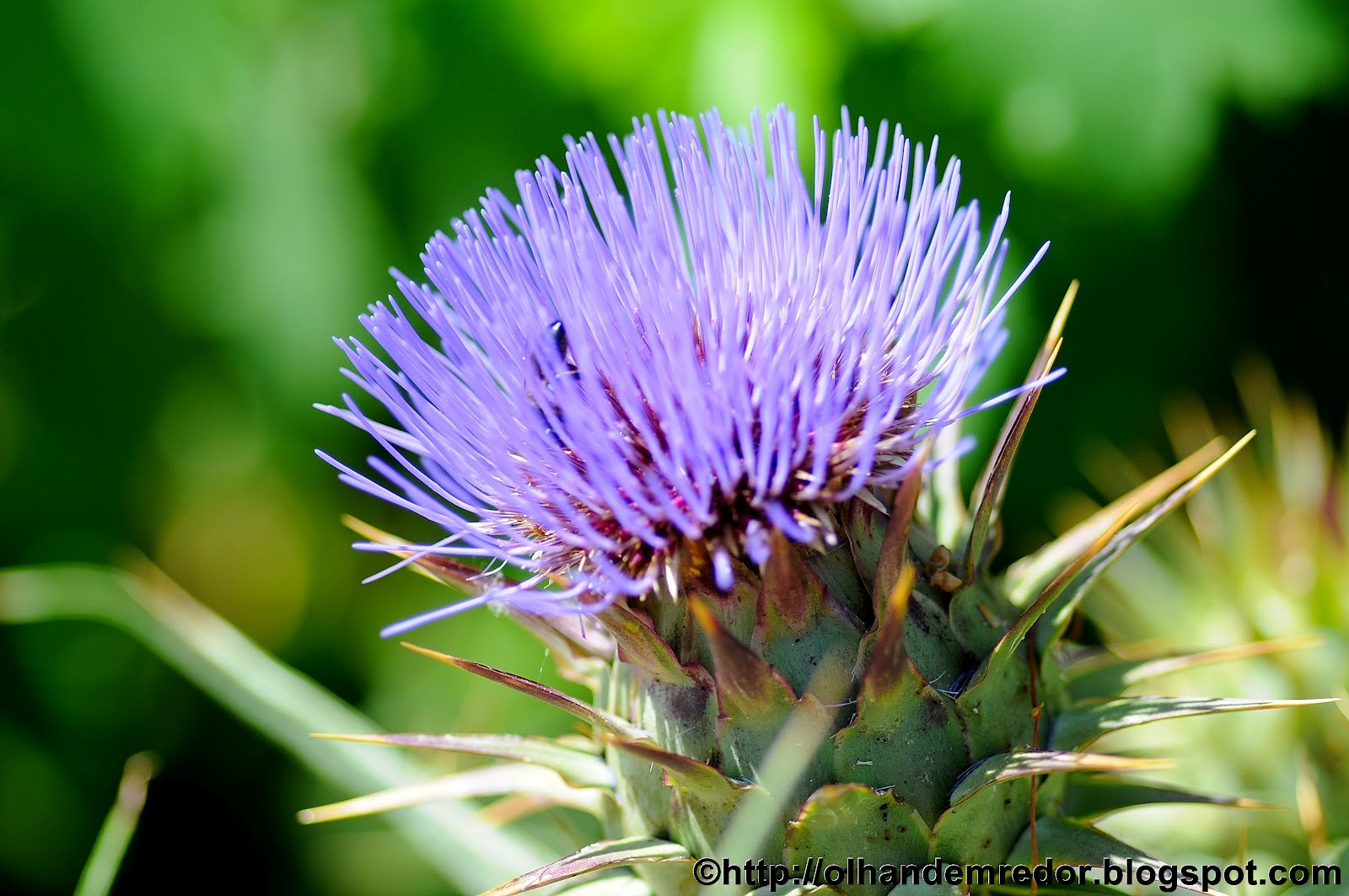 olhandemredor: junho 2012