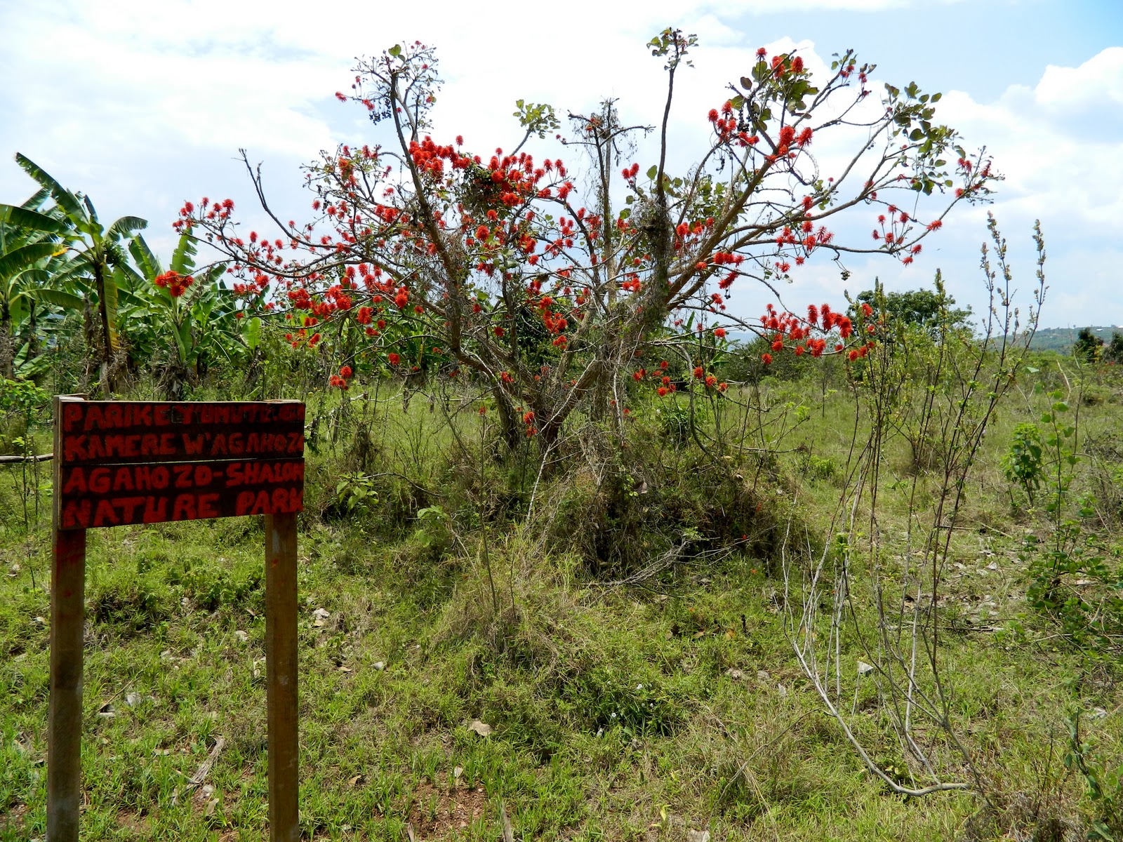 Rwanda on the Wing: If truffula trees were real...