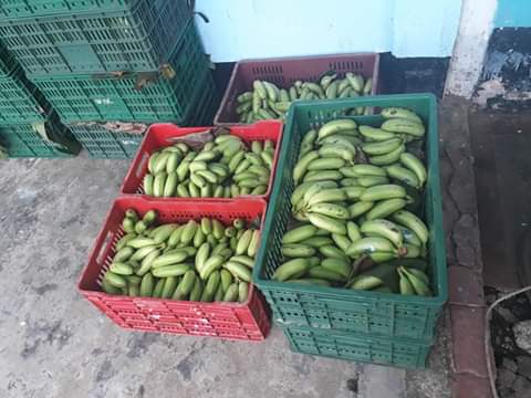 Prácticas de precosecha, cosecha y poscosecha del Bananito o Banano ...