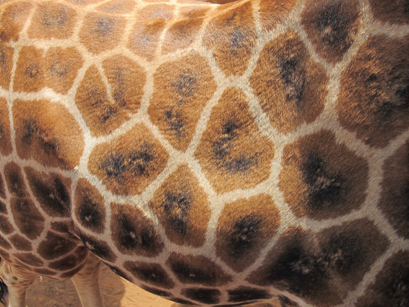 Souvenir Chronicles: AFRICA: GIRAFFE CENTRE OF NAIROBI