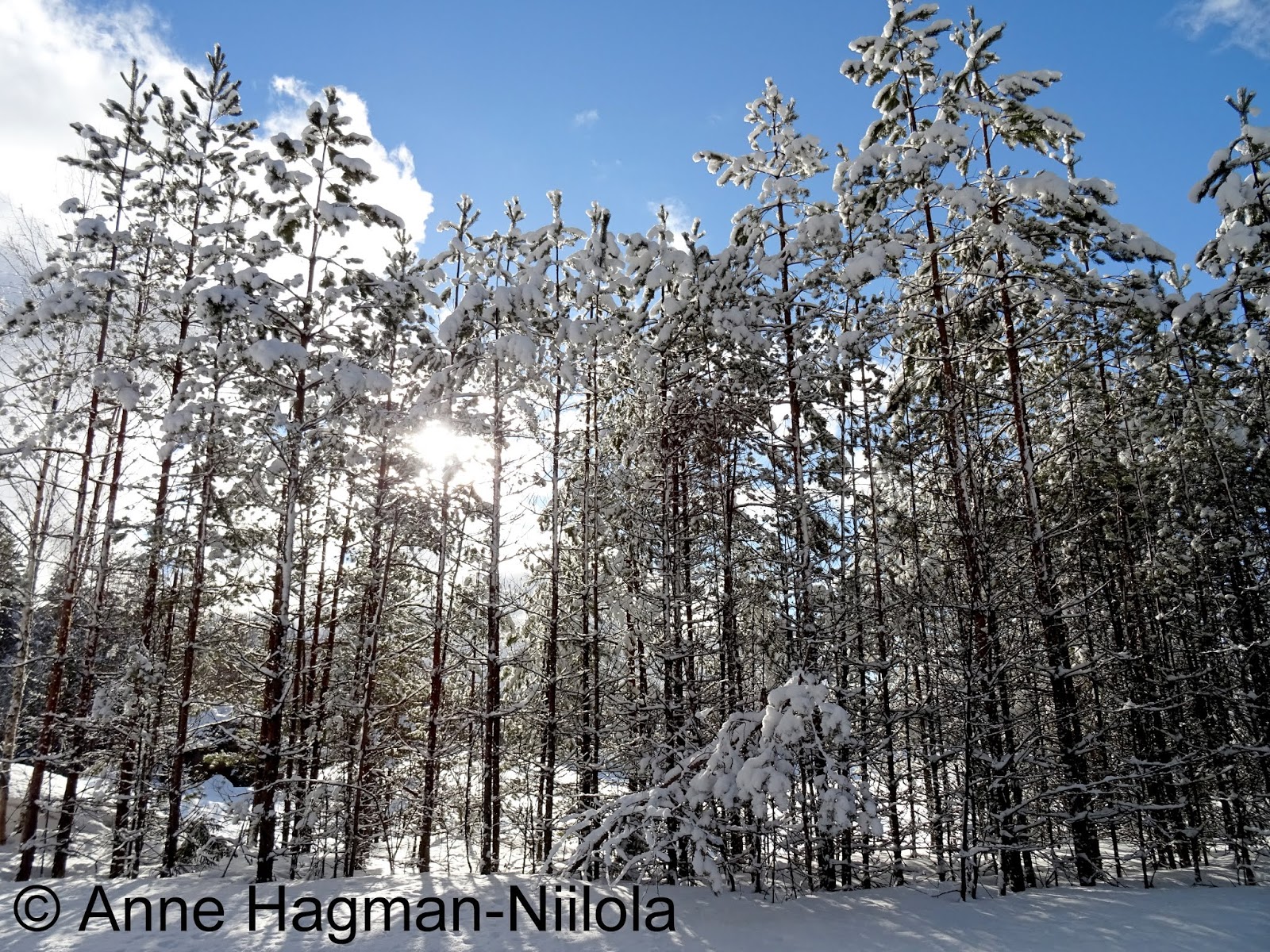 Annen jutut: TALVIMAISEMA winter landscape