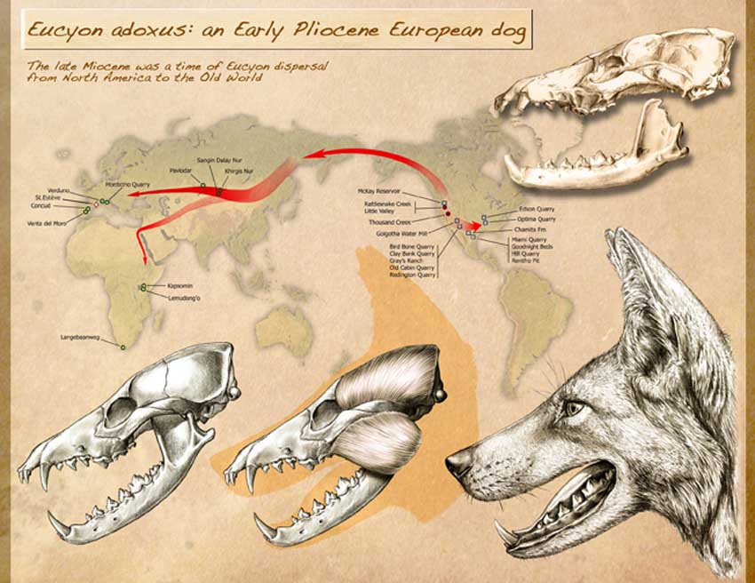 Casa Calado ( English) - Australian Shepherd and Golden Retriever: The ...