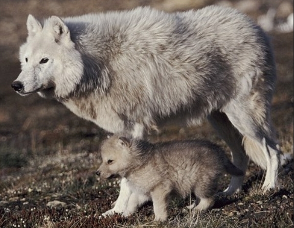 White Wolf : Wolves And Their Charming Miniature Versions (12 Pics)