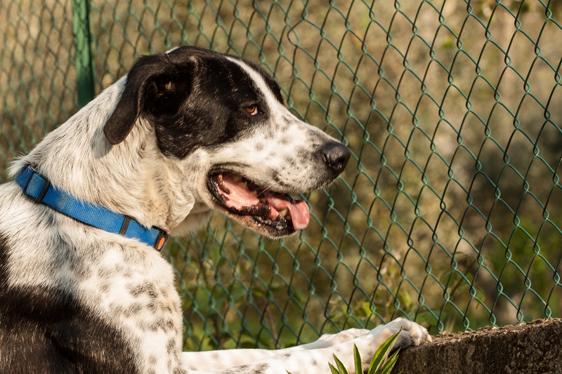 CUOREDICANE: ENNESIMO RINNOVO!! RINGO, MERAVIGLIOSO INCROCIO ALANO, TG ...