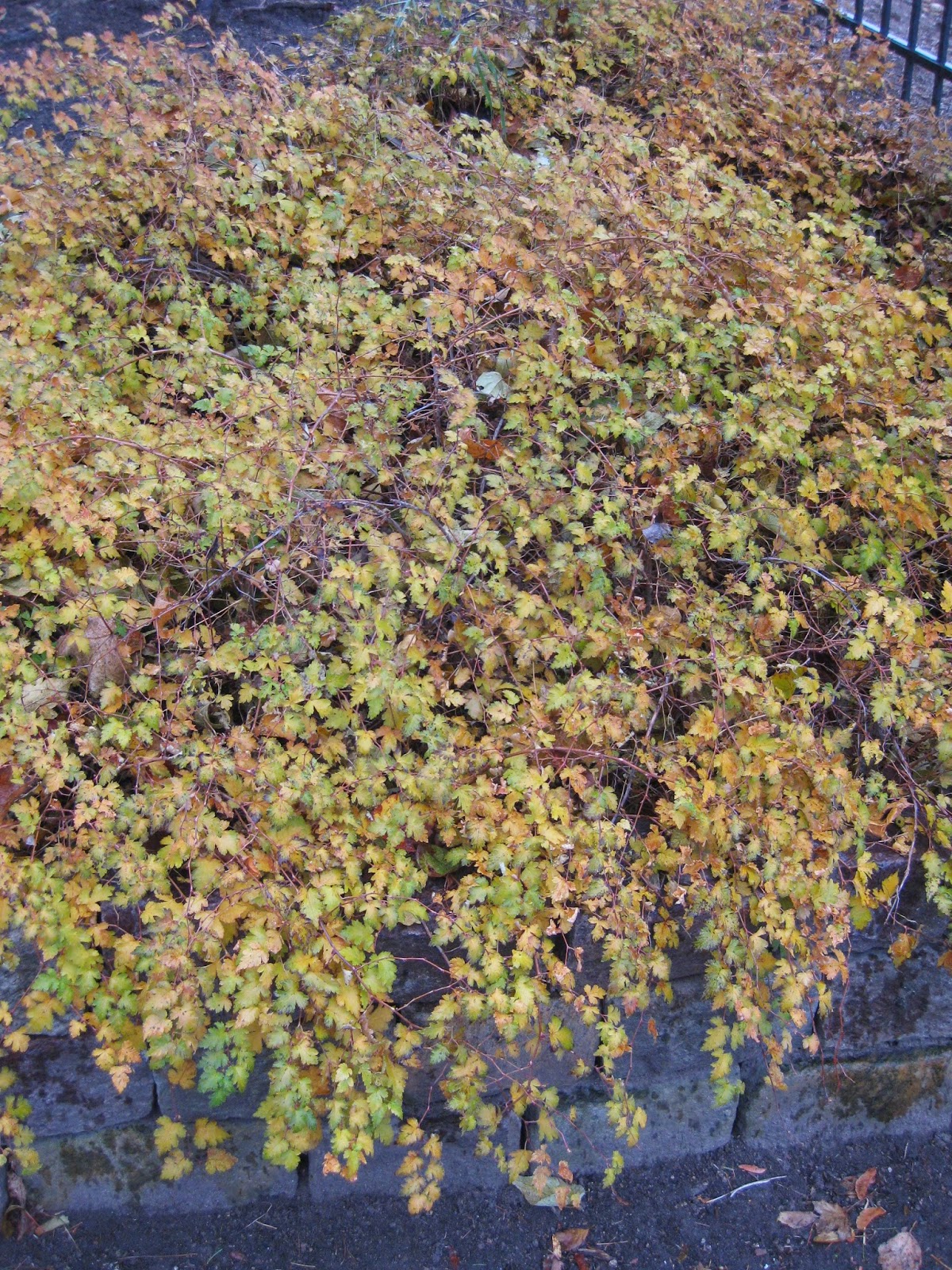 Rotary Botanical Gardens - Hort Blog: A Temporary Winter Wonderland