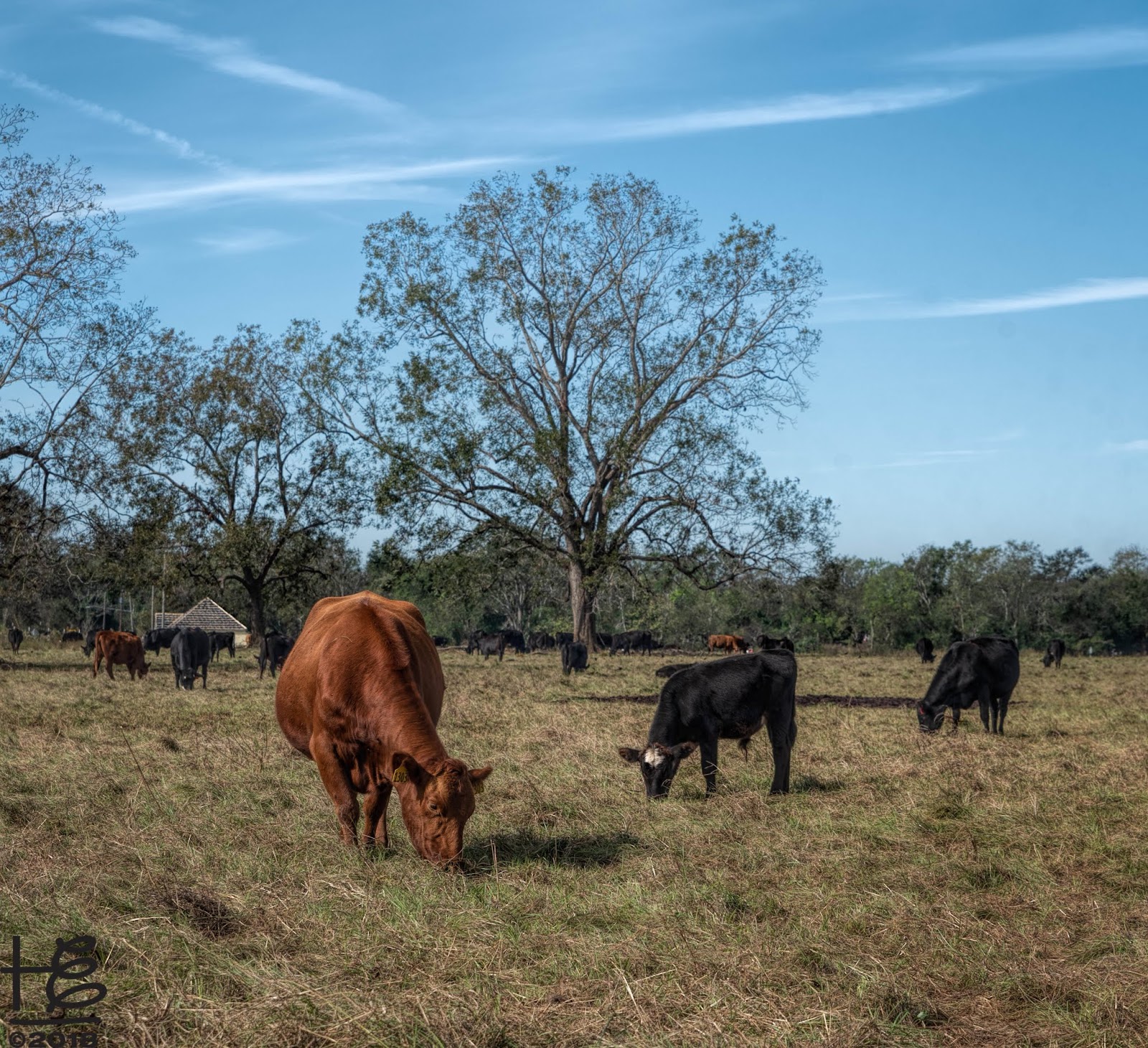 Regeneration in ACTION: Regenerating a Bright Future for Planet Earth