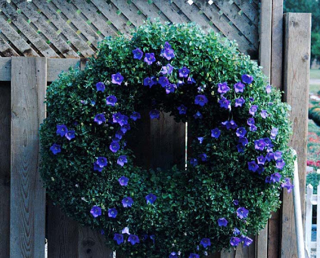 Beechwood Landscape Architecture and Construction: Tussock Bellfower ...