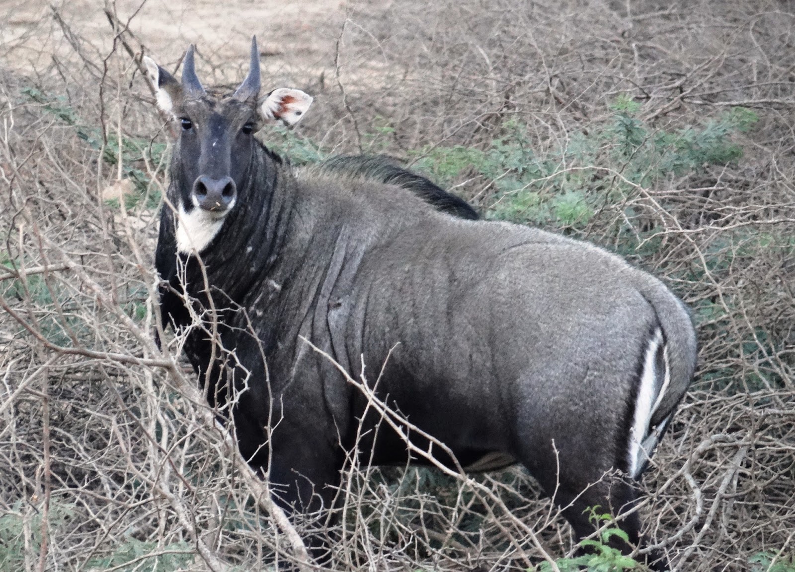 Nilgai - JungleKey.in Image #50