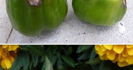 Blossom end rot on peppers