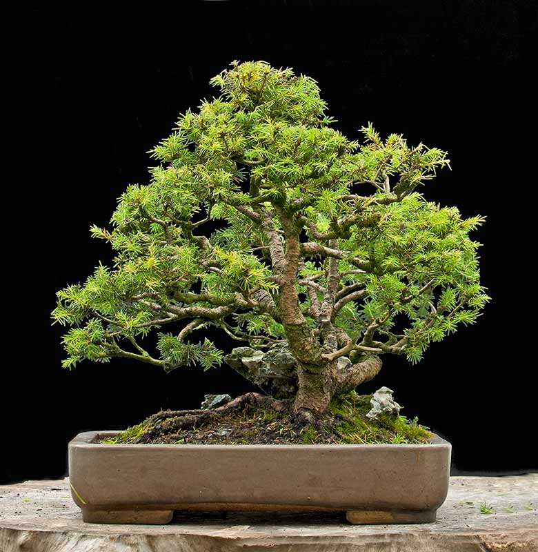 Walter Pall Bonsai Adventures: European spruce #28