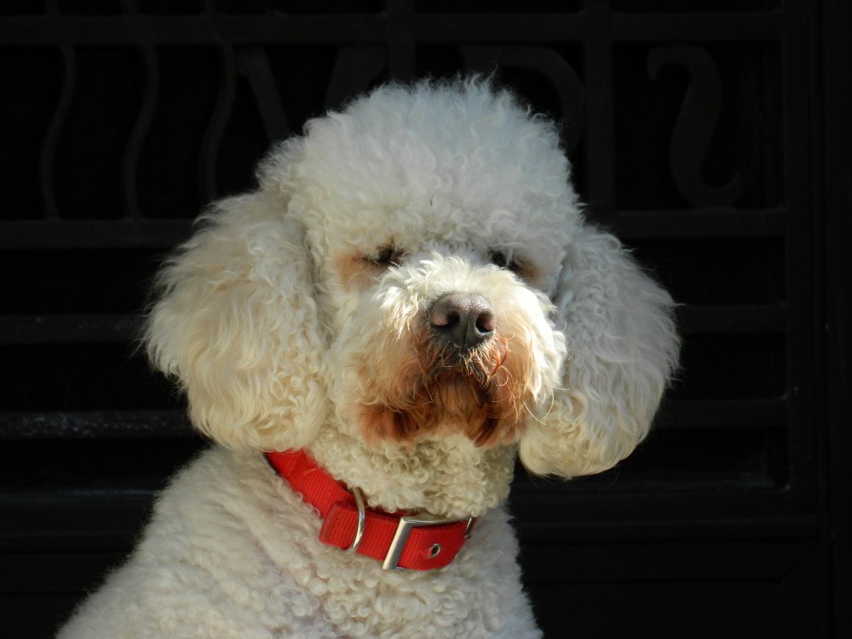 LA MULTI ANI, ROMANIA!: Caine alb si cret