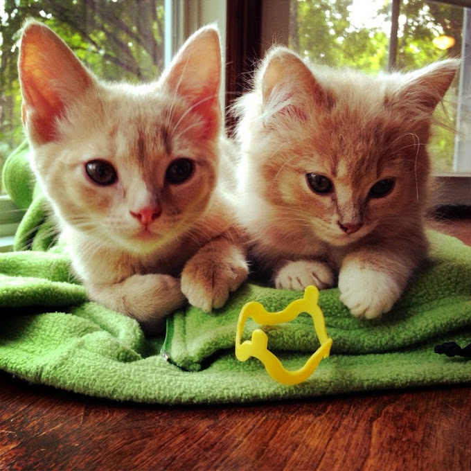 Tình yêu của đôi mèo | Yêu mèo