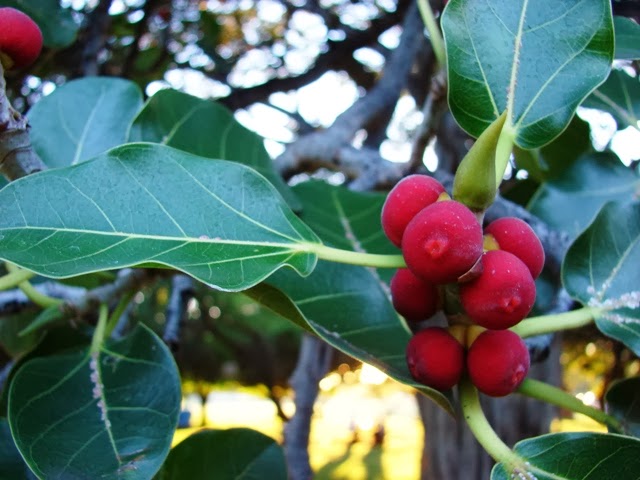 Reforestation and the Medicinal Uses of Trees -Liliana Usvat Research ...