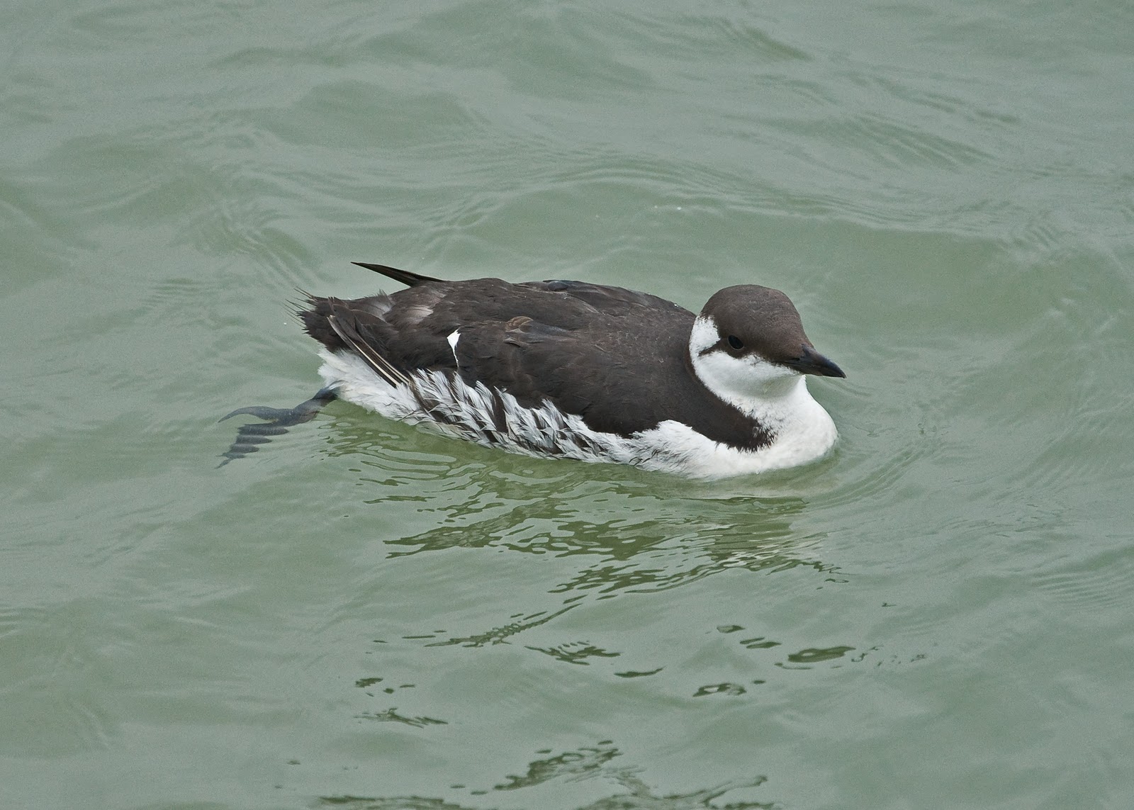 Greater Kent Birder: Guillemot saves the day