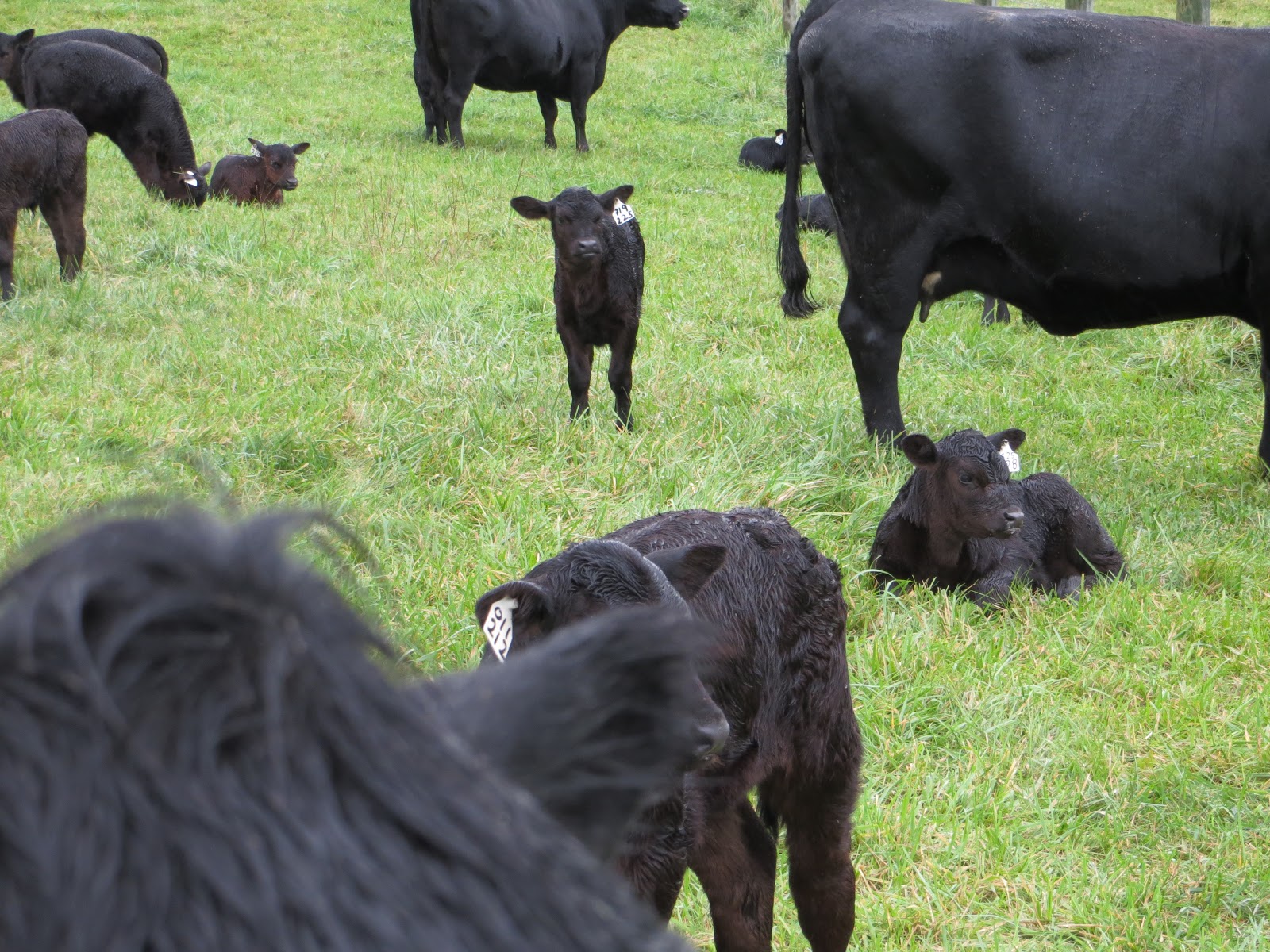 Lowfields Farm: Babies, Babies, EVERYWHERE!