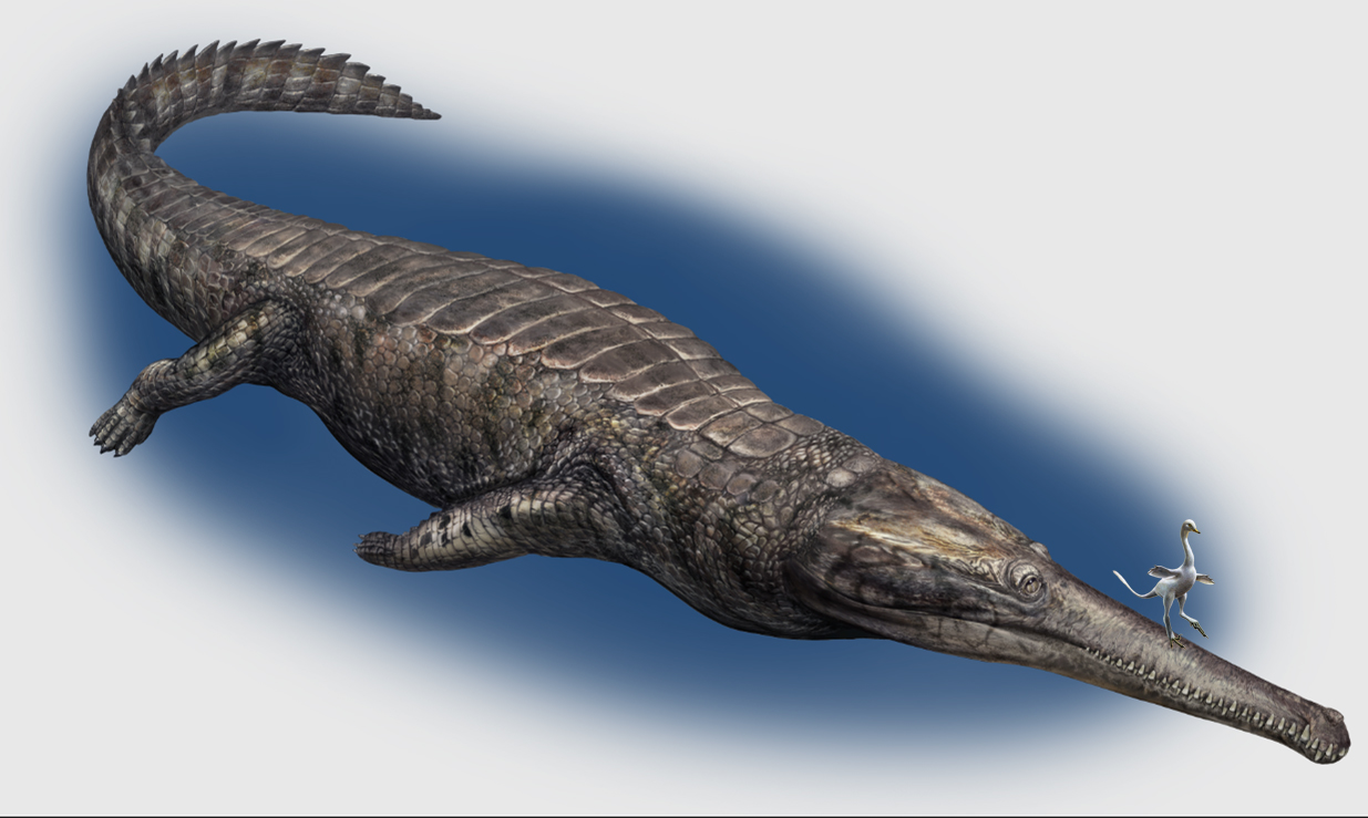 Theropoda: 6th December Death Match