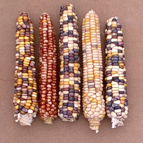 Spheres of Influence: Bear Island Flint Corn