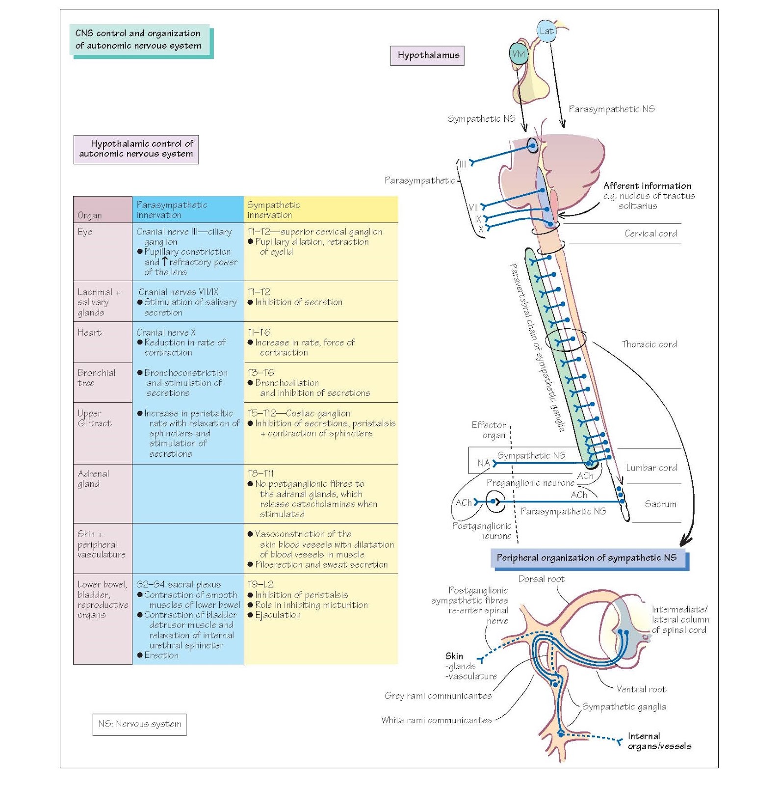 Autonomic Nervous System - pediagenosis