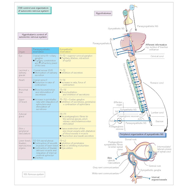 Autonomic Nervous System - pediagenosis